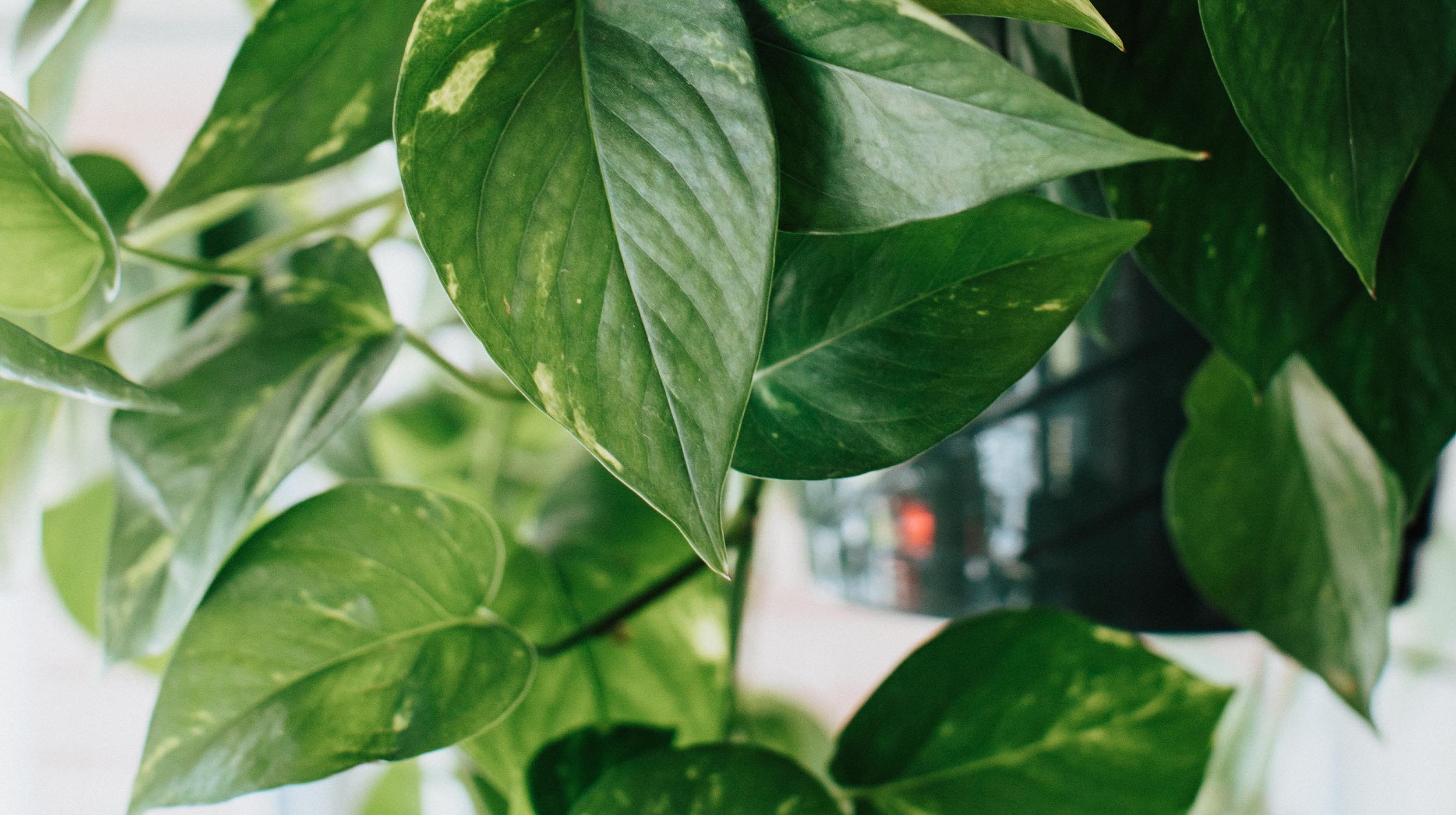 Are Hanging Plants Out of Style? – Braid & Wood